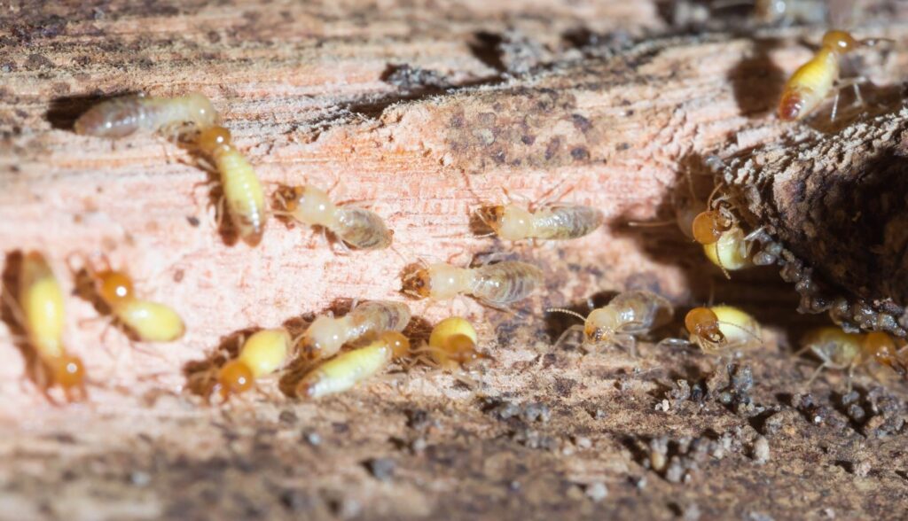 The Ultimate Guide to Termite Inspections and Termite Treatment in ...
